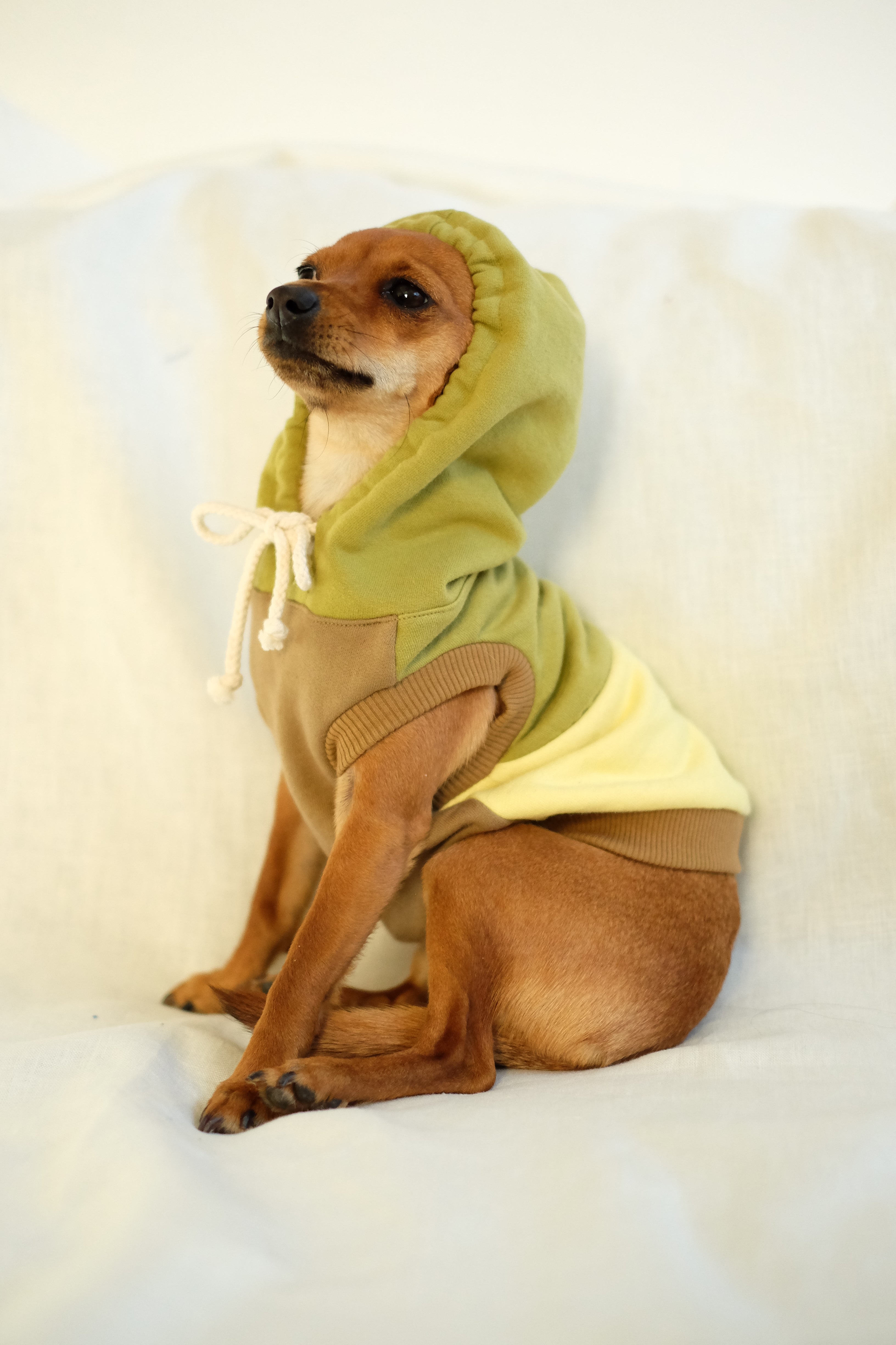 MISCHA DOG HOODIE IN MATCHA LATTE – Selva